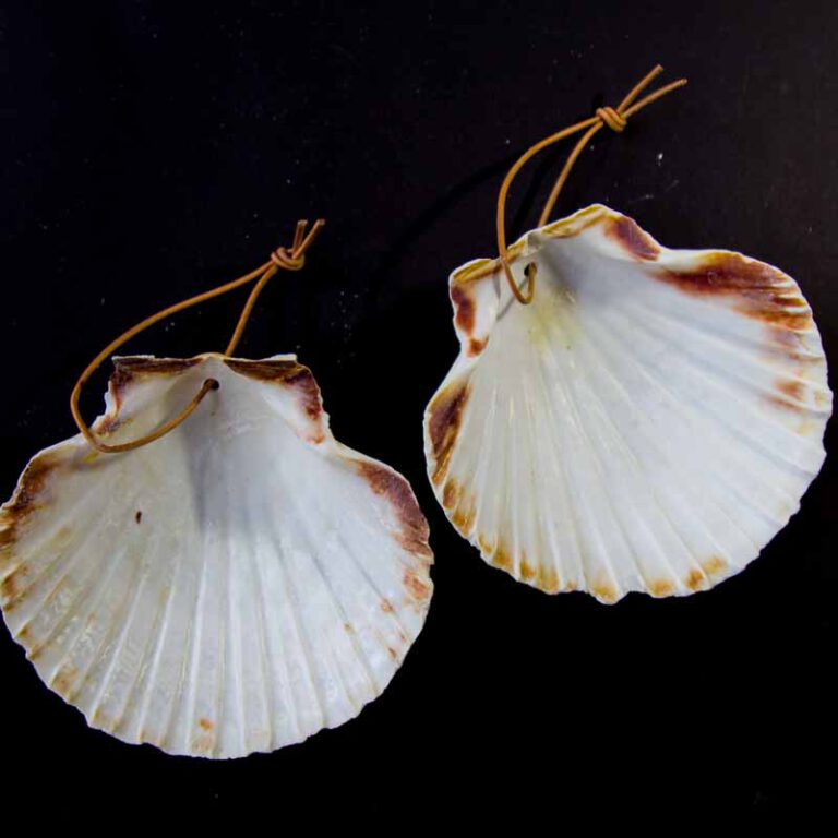 Echte Jakobsmuschel – Shop Jakobsweg und alles rund ums Pilgern